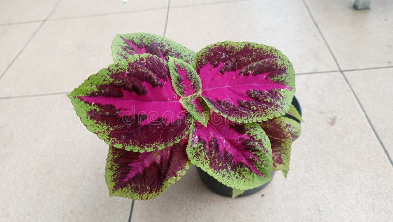 Beautiful Color of Love Leaves Stock Photo - Image of love, leaves ...