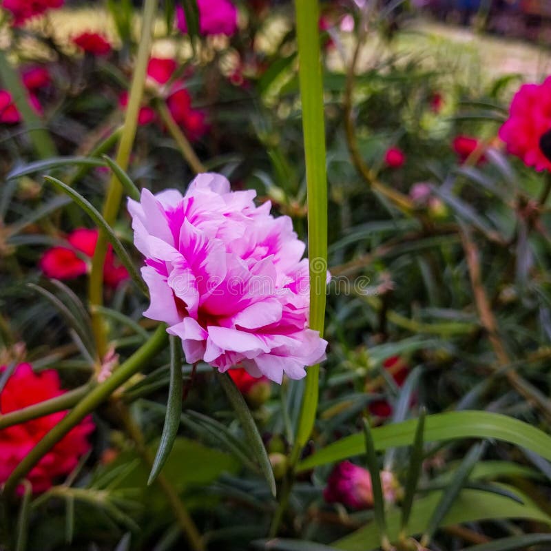 The Beautiful Color of the Moss Rose Flower Strands Stock Image - Image ...