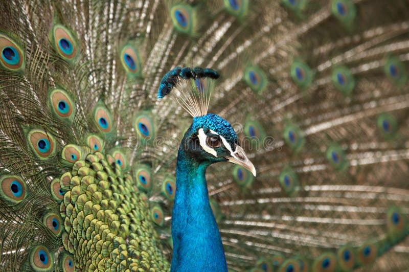 Beautiful Color Peacock Picture. Image: 7758100