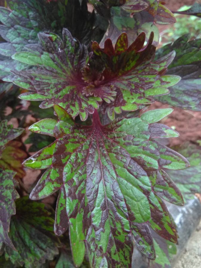 Beautiful Color, Beautiful Plant Color Stock Photo - Image of nice ...