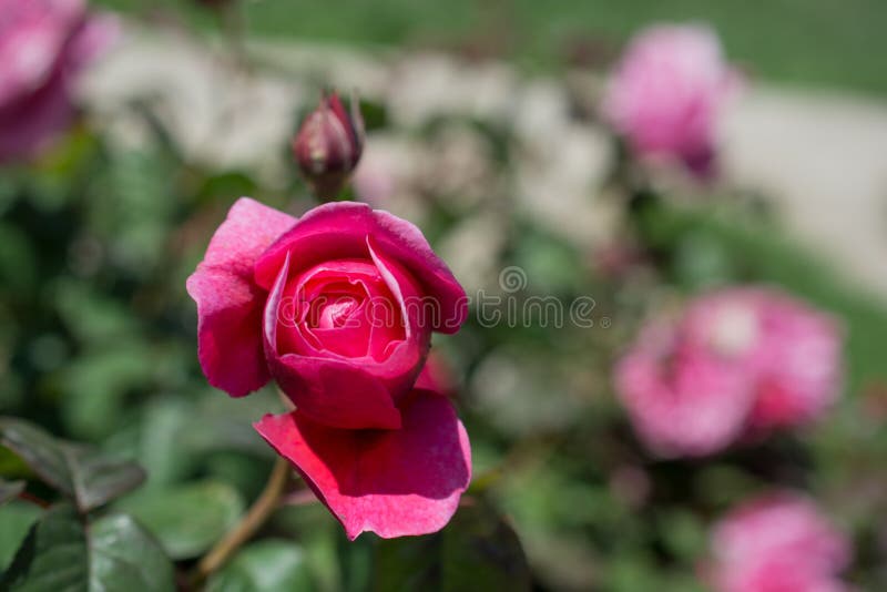 Beautiful color rose stock photo. Image of green, spring - 75554516