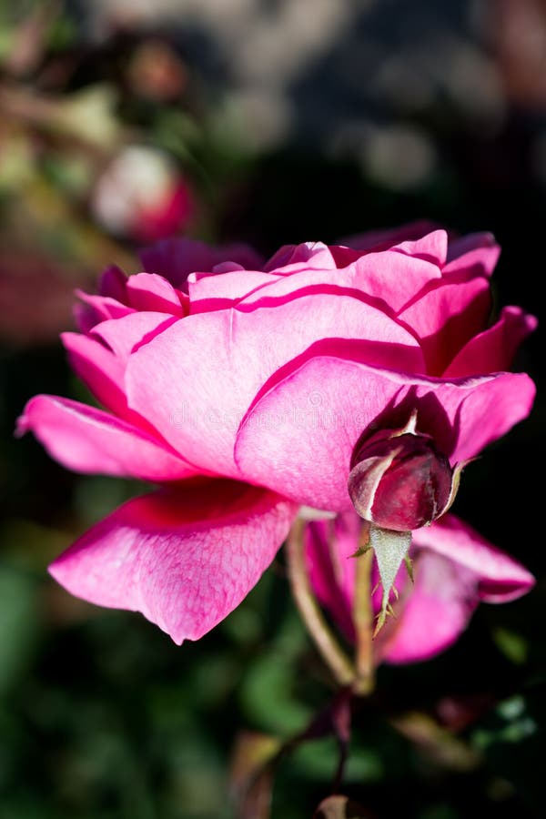 Beautiful color rose stock image. Image of floral, blooming - 75554679