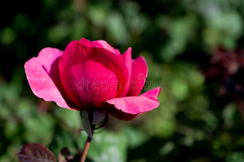Beautiful color rose stock image. Image of romance, growth - 76784277