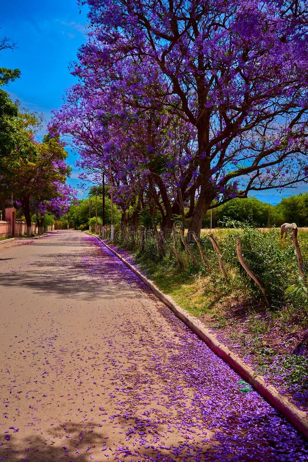 Beautiful color of trees stock photo. Image of summer - 148985430