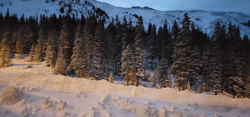 Beautiful Colorado Forest at Dawn Stock Photo - Image of dawn, nature ...