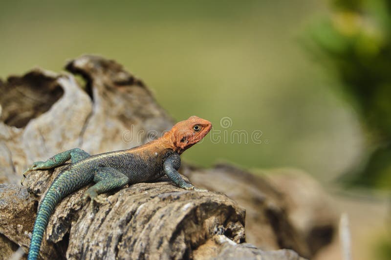 Beautiful Colored Agama Lizard on a Stone Stock Image - Image of ...