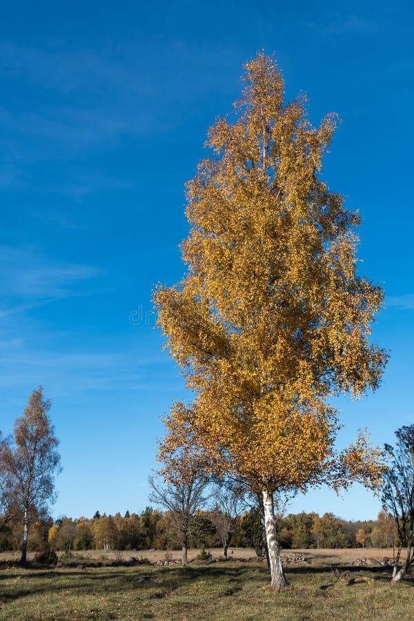 Beautiful Colored Birch Tree Stock Image - Image of orange, lonely ...