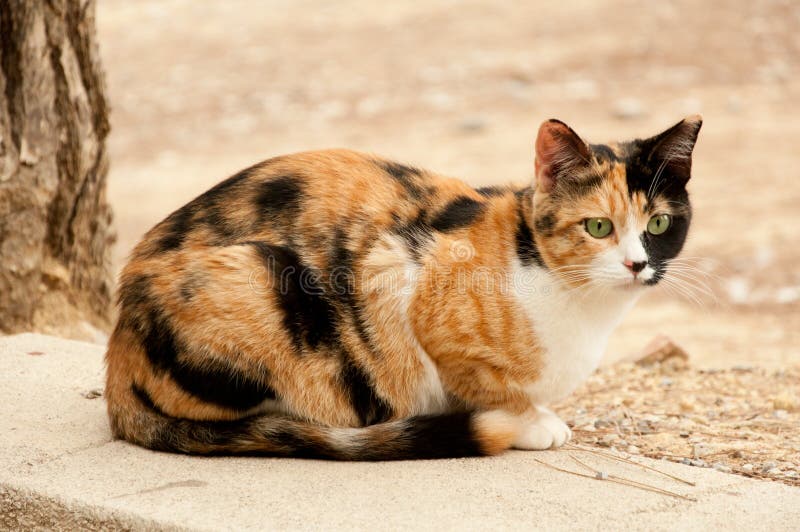 Beautiful colored cat stock image. Image of family, female - 24229663