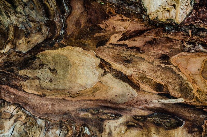Beautiful Colored Core of the Tree Ash in Cut, Closeup, Texture Stock ...