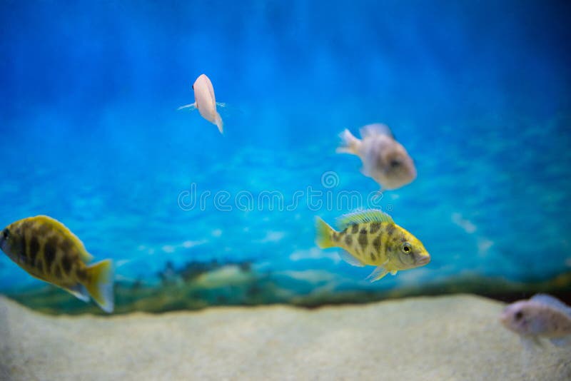 Beautiful Colored Fish in the Aquarium. Stock Photo - Image of wildlife ...