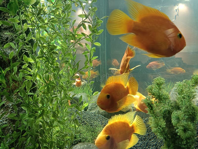 A Beautiful Colored Fish with a Nice Pattern Makes the Fish in the ...