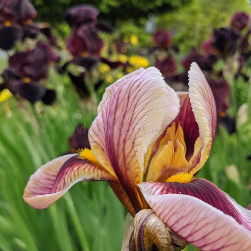 Beautiful Colored Iris in Bloom Stock Photo - Image of petal, lily ...