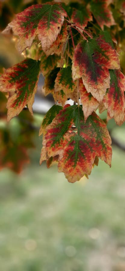 Beautiful colored leaves stock image. Image of petal - 258450839