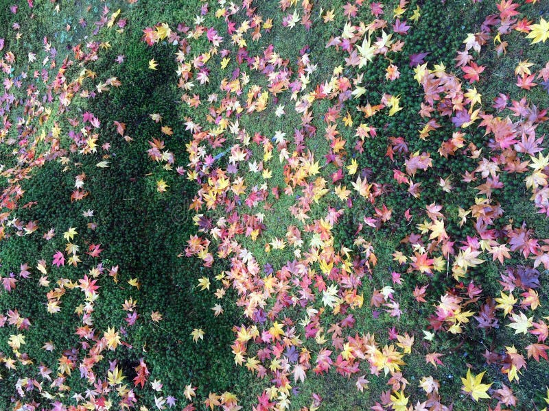Beautiful Colored Leaves Fall on the Ground on Green Moss in the ...