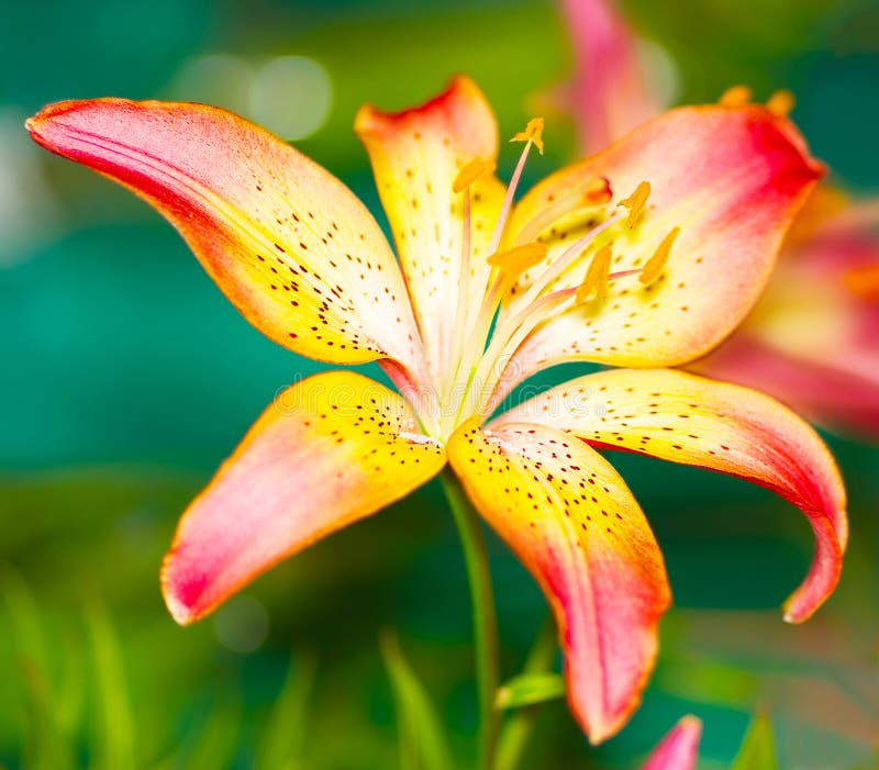 Beautiful colored lily stock photo. Image of petal, leaf - 60994302