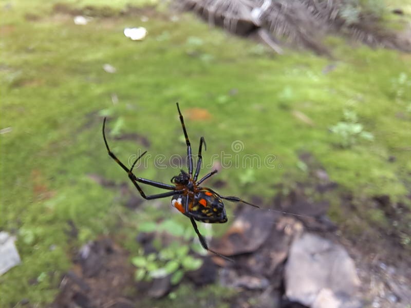 Beautiful Colored Little Forest Spider Stock Image - Image of little ...