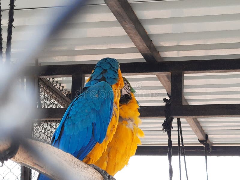 Beautiful Colored Parrots in a Cage Stock Image - Image of parrot, wing ...