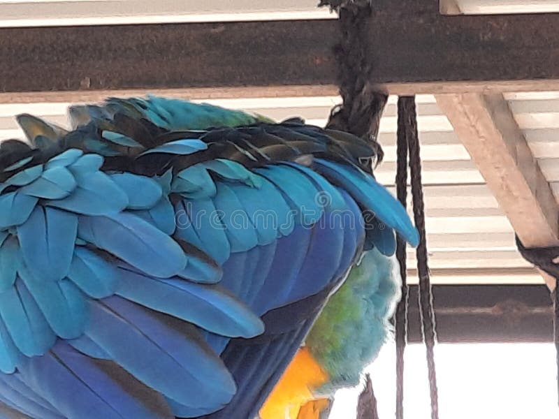 Beautiful Colored Parrots in a Cage Stock Image - Image of feathers ...