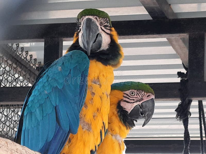 Beautiful Colored Parrots in a Cage Stock Image - Image of wall, animal ...