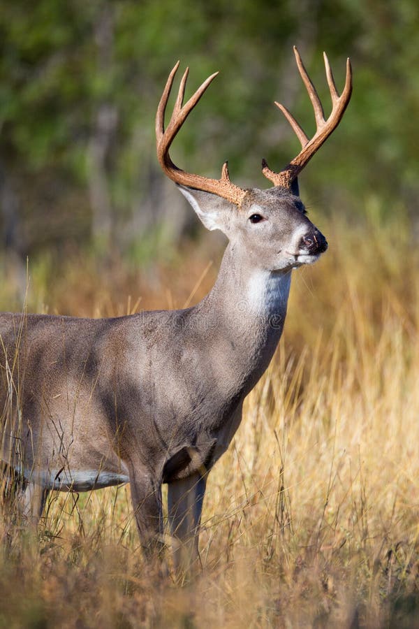 Beautiful Fall Landscape Photograph with Whitetail Buck Stock Image ...