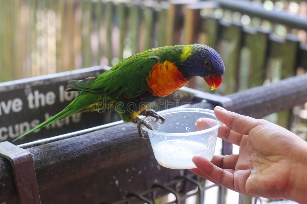 Beautiful Colored Rainbow Lorikeet Parrot in the Zoo Drinking Nectar ...