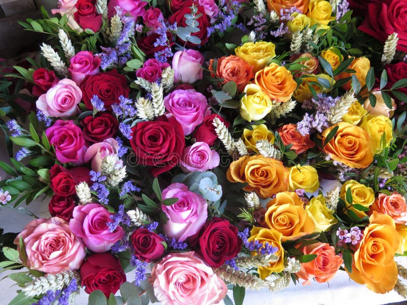 Beautiful colored roses stock photo. Image of perfume - 153923418