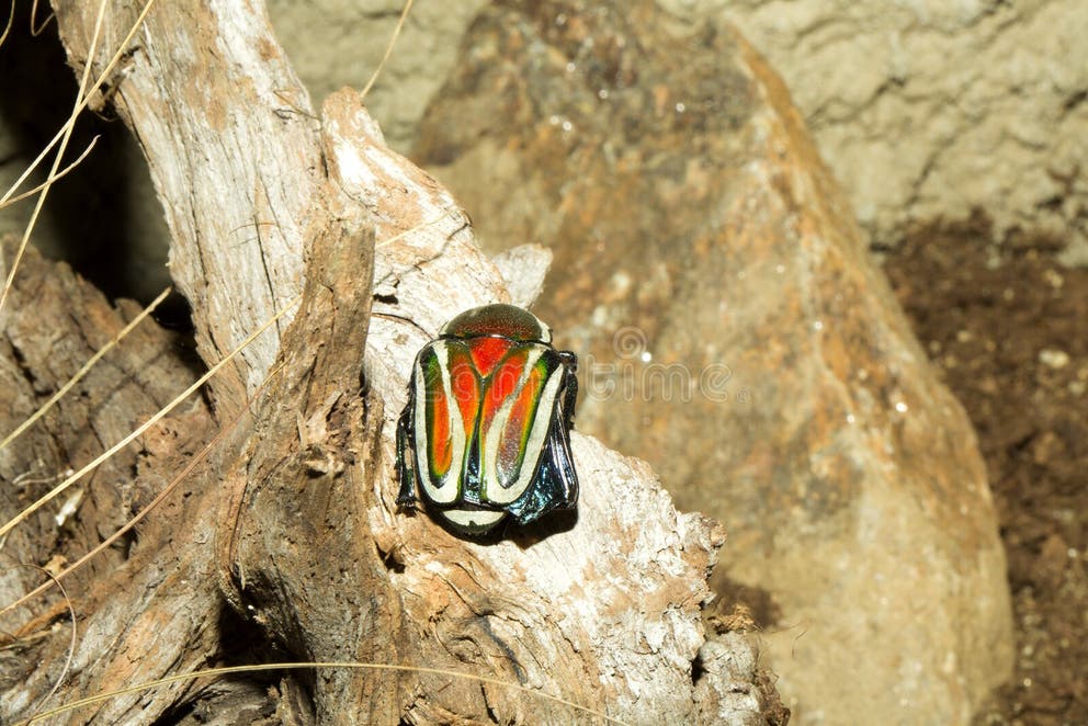 Beautiful Colored Scarab on the Tree Stock Photo - Image of natural ...