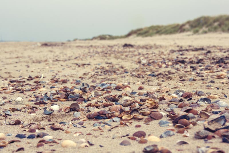 Beautiful Colored Shells on a Beach Stock Image - Image of environment ...