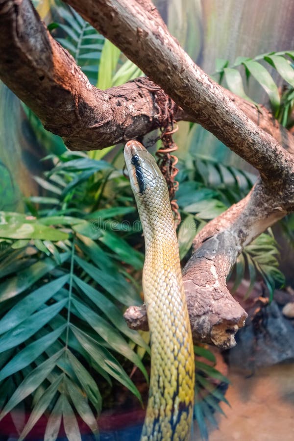 Beautiful Colored Snake Rising Up Its Head, in Captivity Stock Photo ...