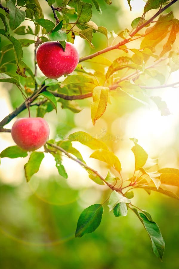 Beautiful Colorful Apple Outdoors in the Park Summer Background Stock ...