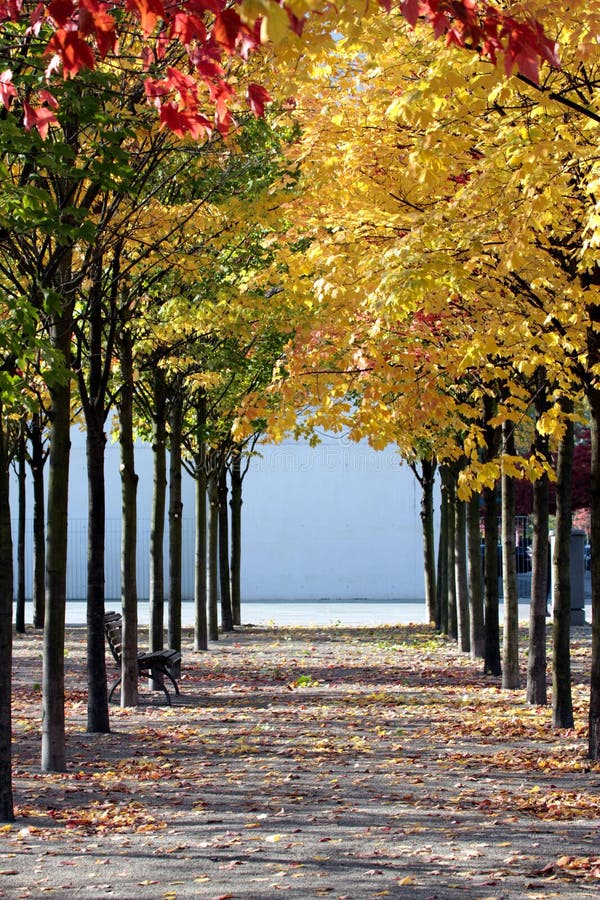 Beautiful colorful autumn stock image. Image of avenue - 27533755