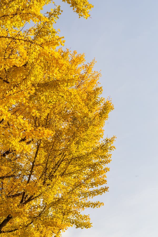 Beautiful Colorful Autumn stock image. Image of outside - 71062811