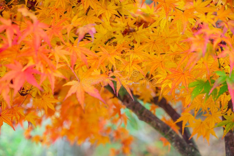 Beautiful Colorful Autumn stock photo. Image of autumnal - 71062892