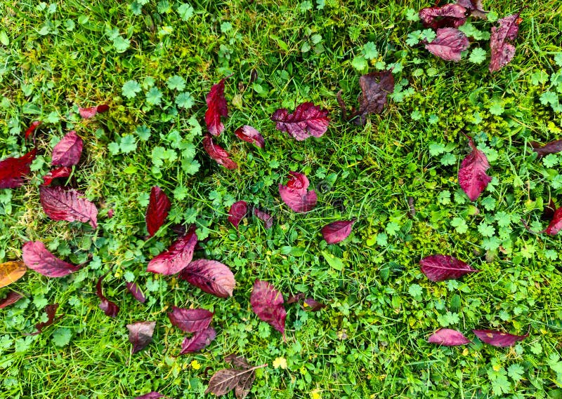 Beautiful Colorful Autumn Leaves on the Ground for Backgrounds or ...