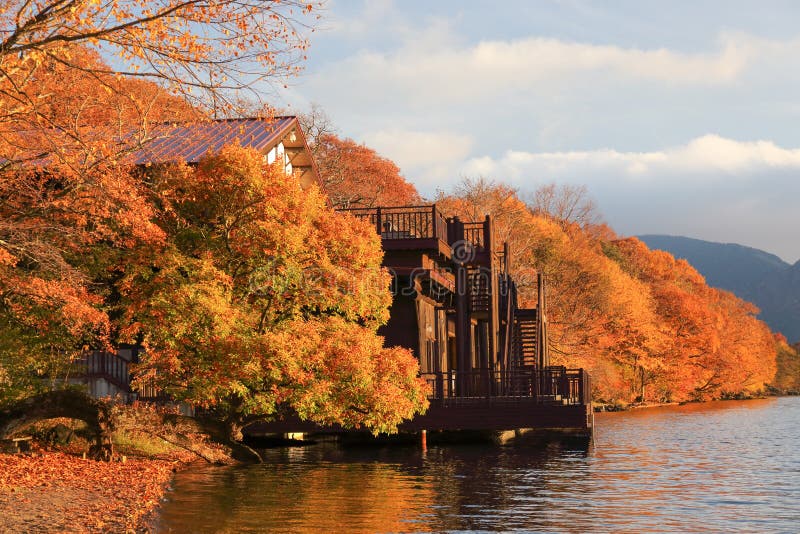 Beautiful Colorful Autumn Leaves in the Sunset Light Stock Image ...