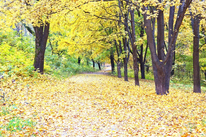 Beautiful Colorful Autumn Park Stock Image - Image of foliage, orange ...