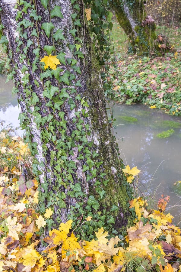 Beautiful Colorful Autumn Season Maple Tree Stock Photo - Image of ...