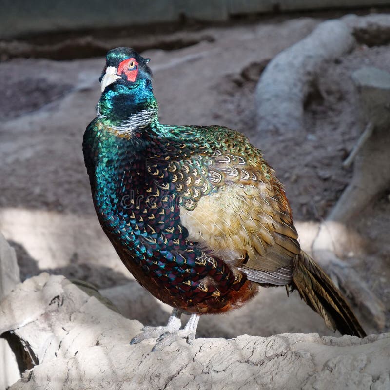 Beautiful Colorful Bird in an Aviary for Birds Stock Image - Image of ...