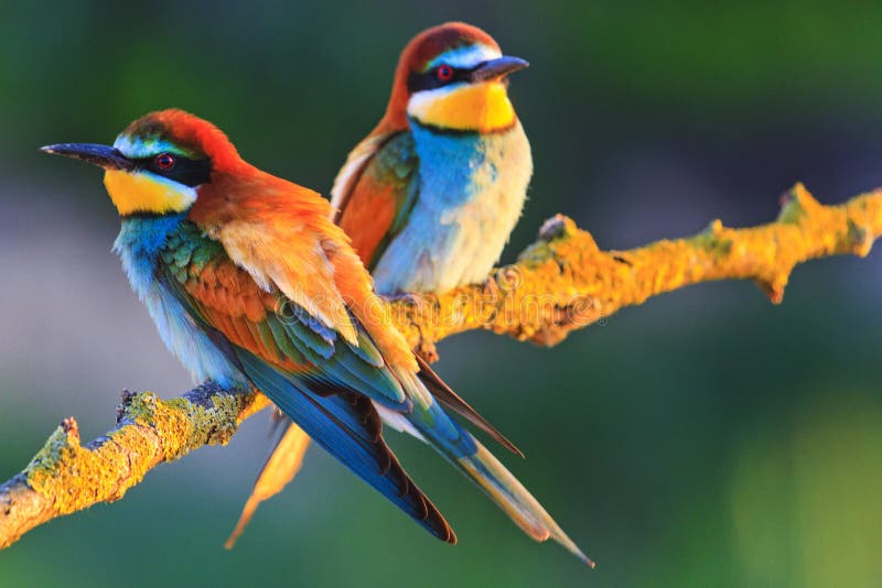 Beautiful Colorful Birds in the Warm Rays of the Sun Stock Photo ...