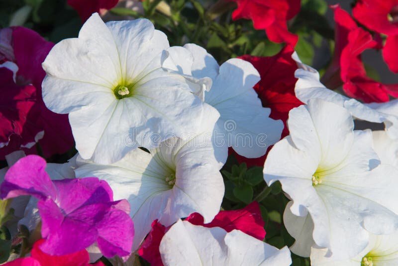 Beautiful Colorful Blossom stock image. Image of flower - 86401467