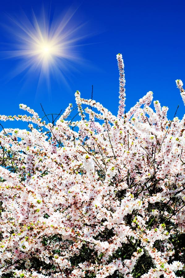 Beautiful,colorful Bush Blossom. Stock Photo - Image of nature, botany ...