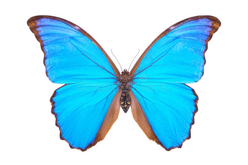 Beautiful Butterfly with Cyan Wings Isolated on White. Stock Photo ...