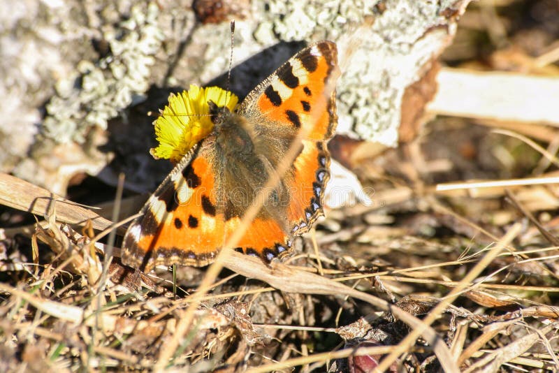 A Beautiful Colorful Butterfly on a Spring Flower Stock Photo - Image ...