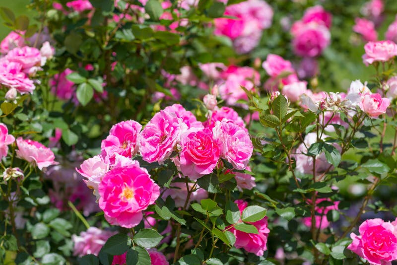 Beautiful Colorful Climbing Roses in Spring in the Garden Stock Image ...