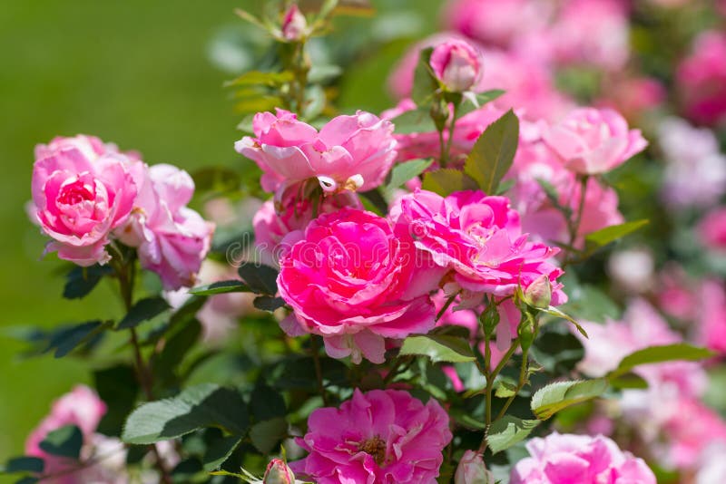 Beautiful Colorful Climbing Roses in Spring in the Garden Stock Image ...