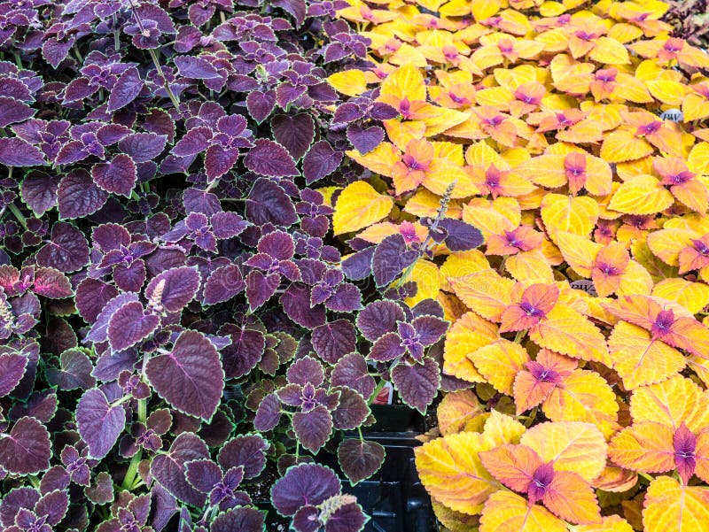Beautiful Colorful Coleus Garden Plants. Stock Photo - Image of ...