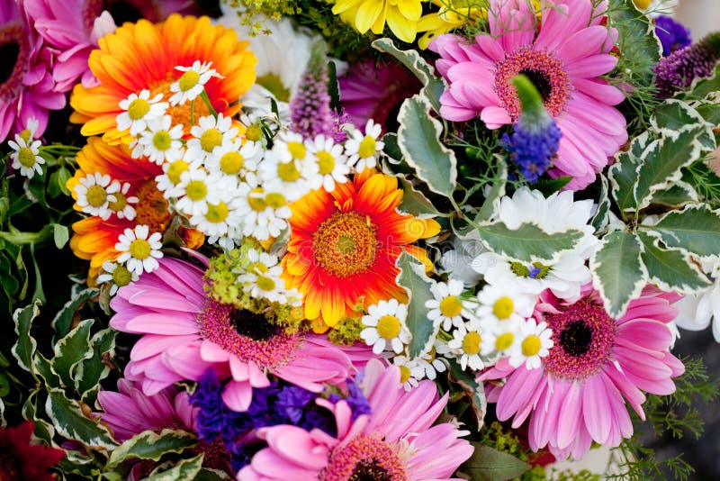 Beautiful Colorful Collection of Flowers Spring Summer Celebration ...