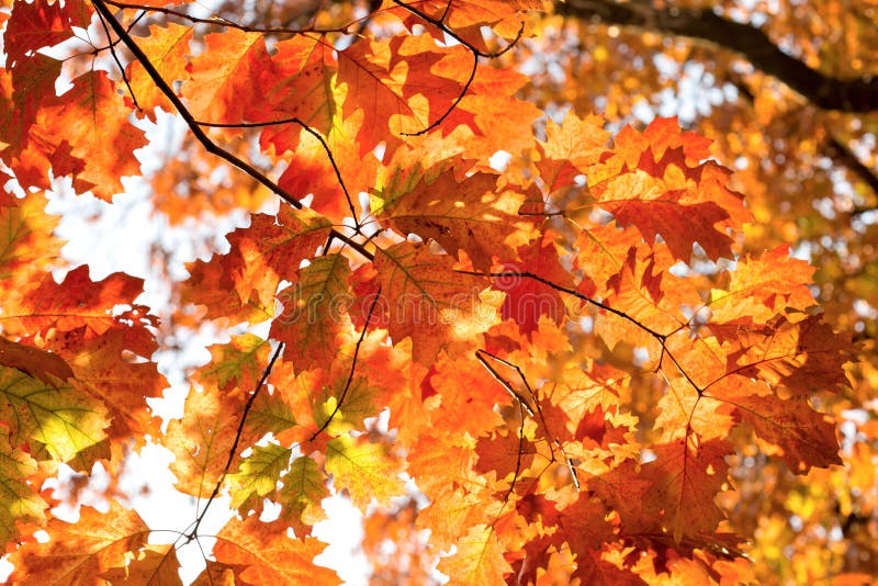 Beautiful Colorful (colored) Leaves of Oak Tree Stock Photo - Image of ...