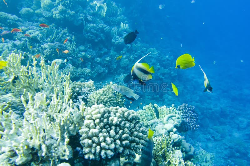 Beautiful Colorful Coral Reef in the Red Sea Stock Image - Image of ...