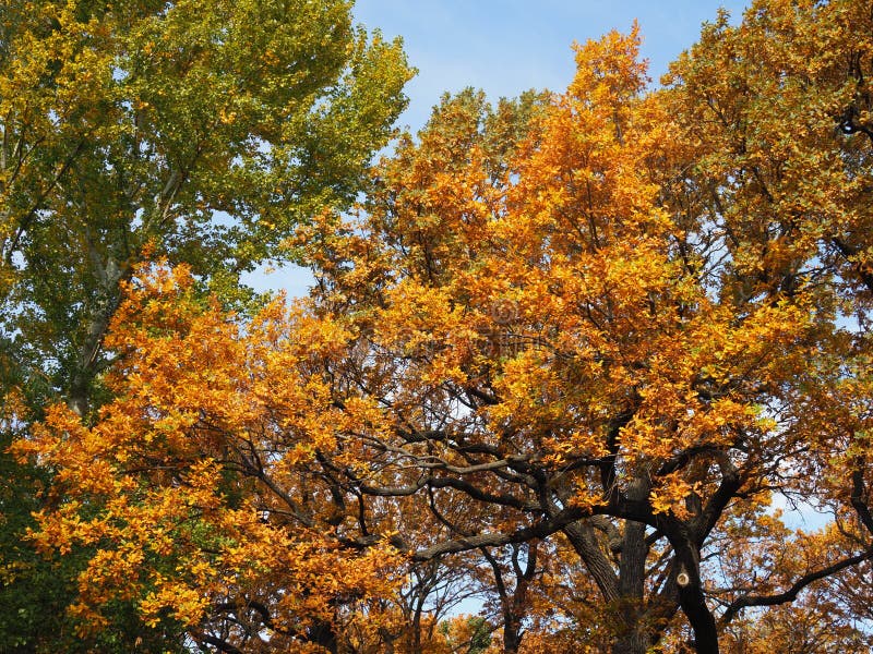 Beautiful Colorful Crown of Trees in the Park Stock Image - Image of ...